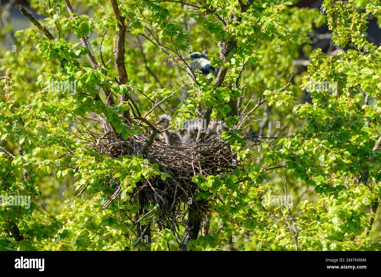 Grey heron (Ardea cinerea) also heron, view of a nest with young grey ...