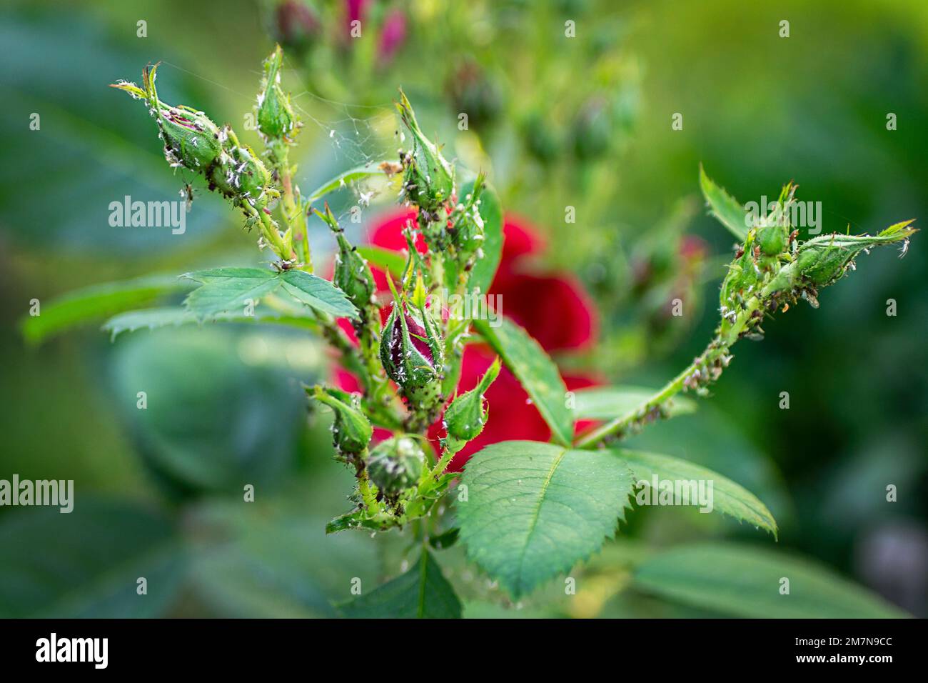 Knockout Rose Mites at Joyce Hartmann blog