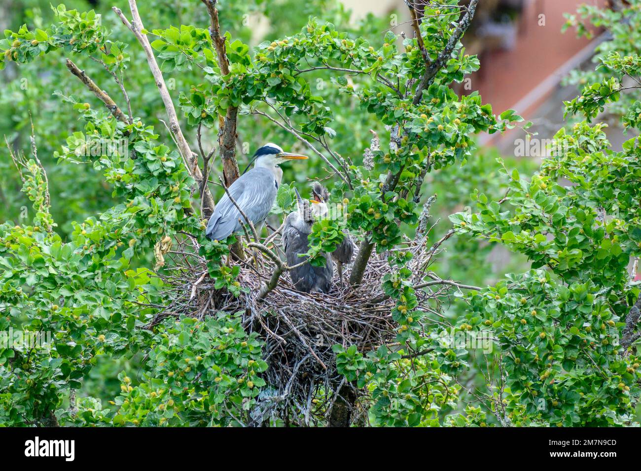 Grey heron (Ardea cinerea) also heron, view of a nest with young grey ...