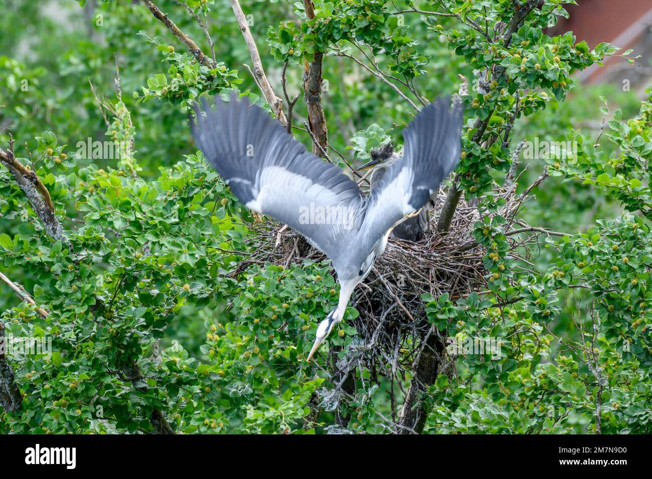 Grey heron (Ardea cinerea) also heron, view of a nest with young grey ...