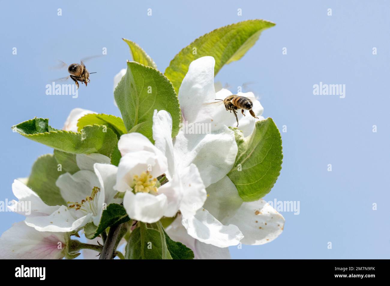 Bee apiformes or anthophila hi-res stock photography and images - Alamy