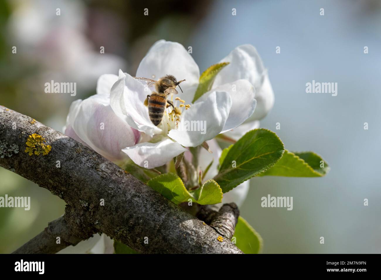 Bees pollinate apple tree on hi-res stock photography and images - Alamy