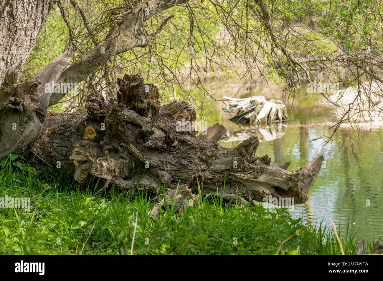 Germany, Baden-Württemberg, Altrheinarm near Au am Rhein Stock Photo ...