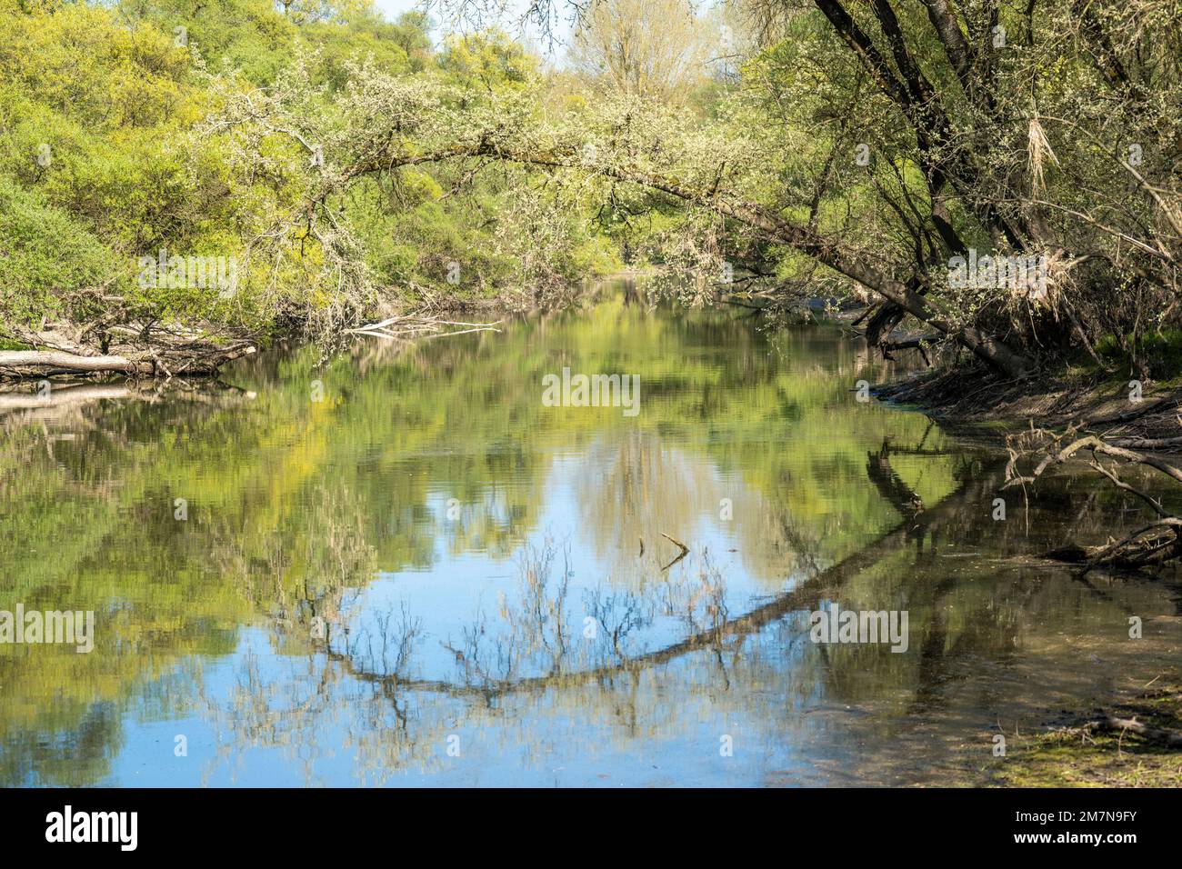 Germany, Baden-Württemberg, Altrheinarm near Au am Rhein Stock Photo ...
