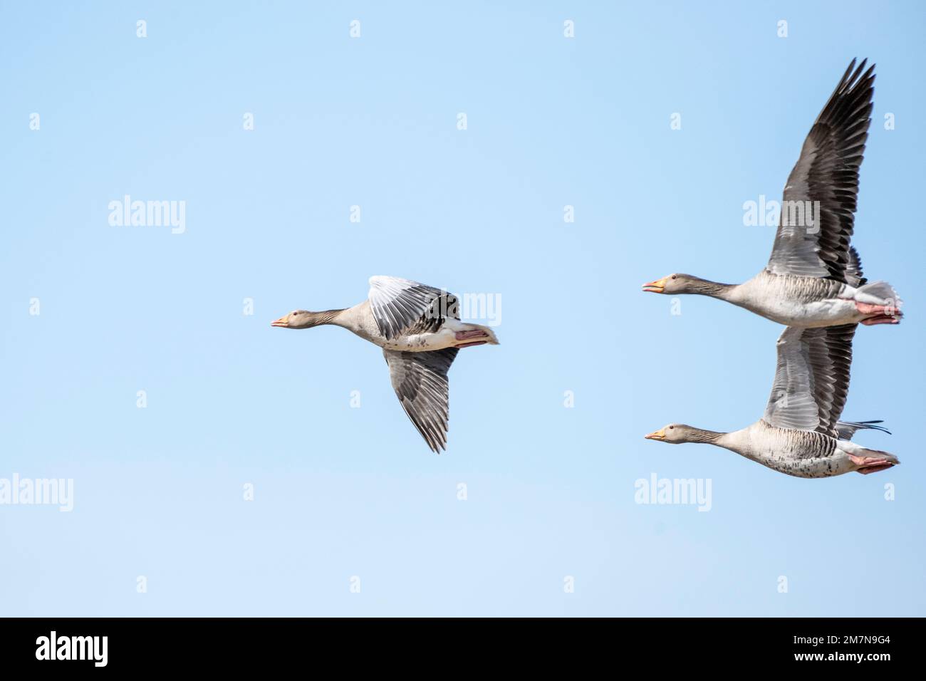 Side profile in flight hi-res stock photography and images - Alamy