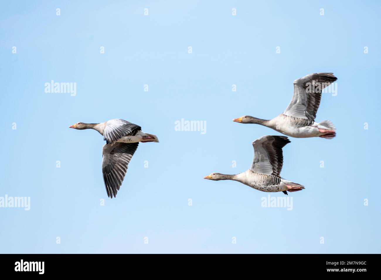 Grey geese in flight Stock Photo - Alamy