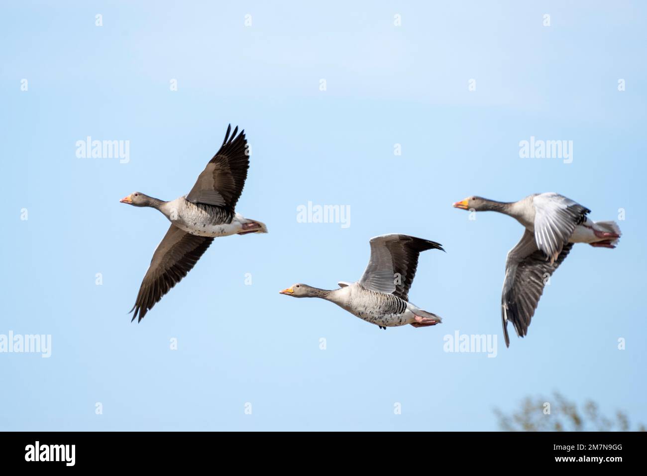 Side profile in flight hi-res stock photography and images - Alamy