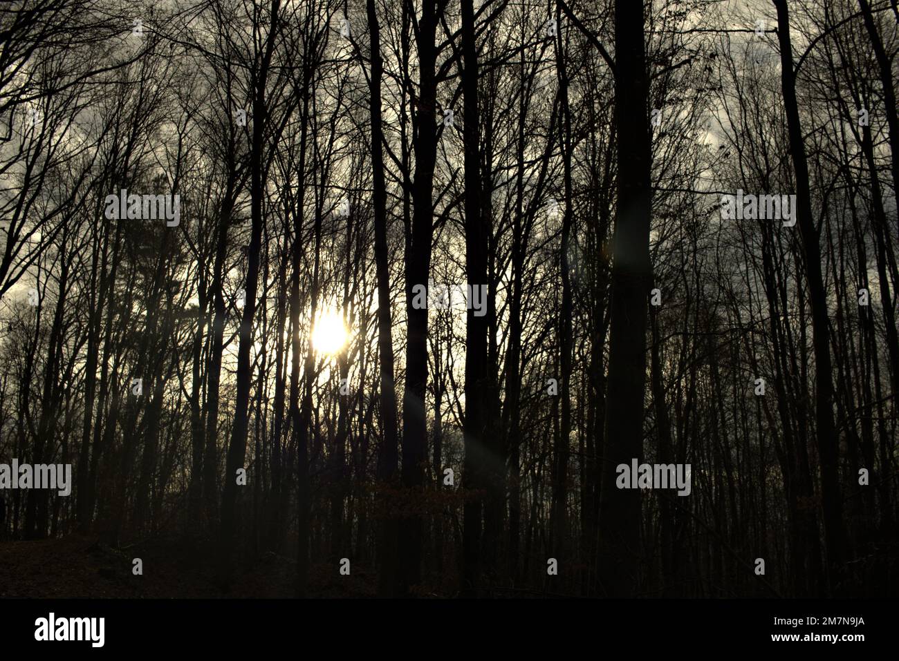 Sunshine between trees Stock Photo - Alamy