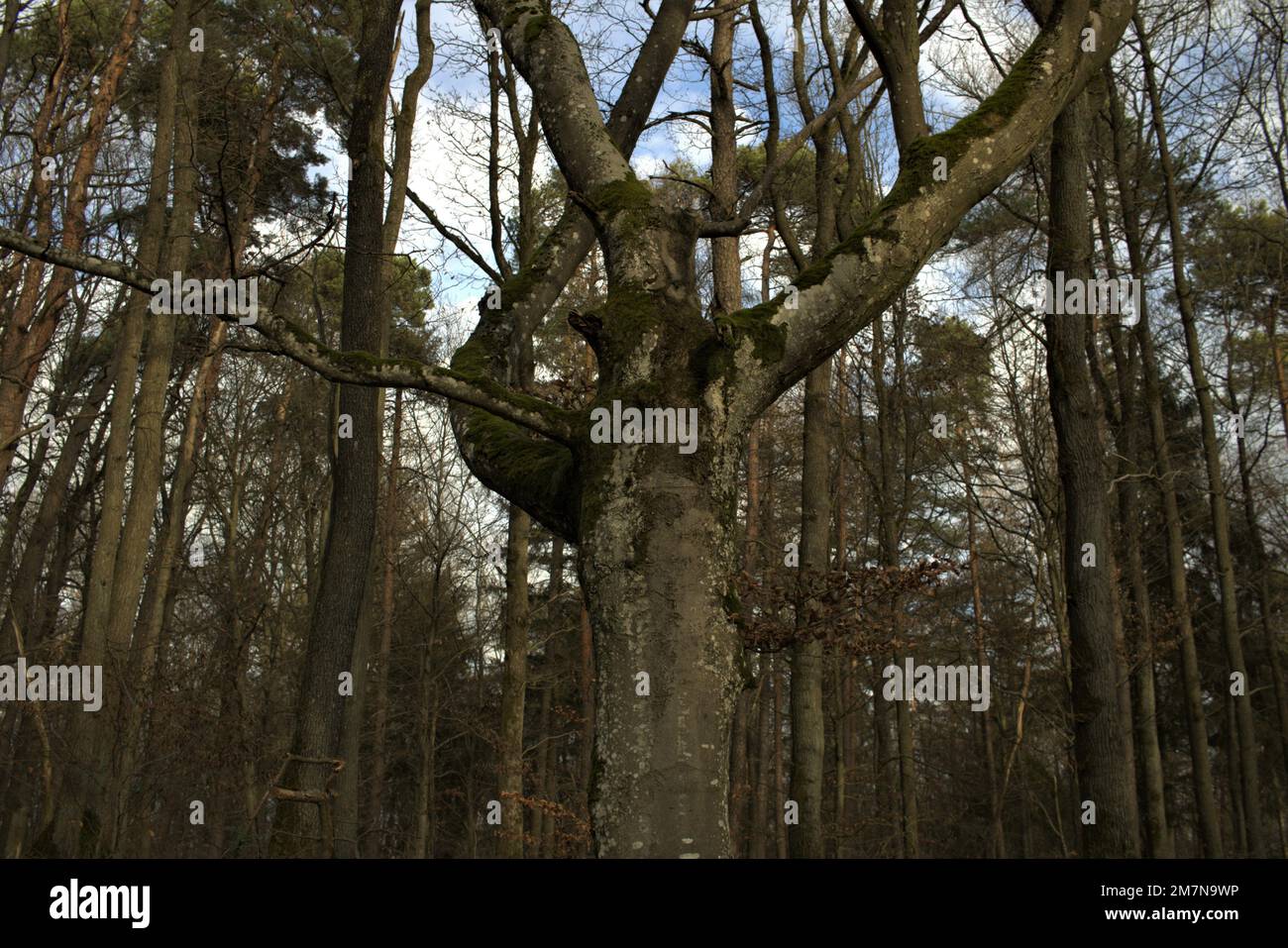 Dark brown trees hi-res stock photography and images - Alamy