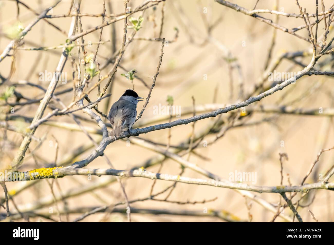 Blackcap (Sylvia atricapilla), songbird, genus of warblers Stock Photo ...