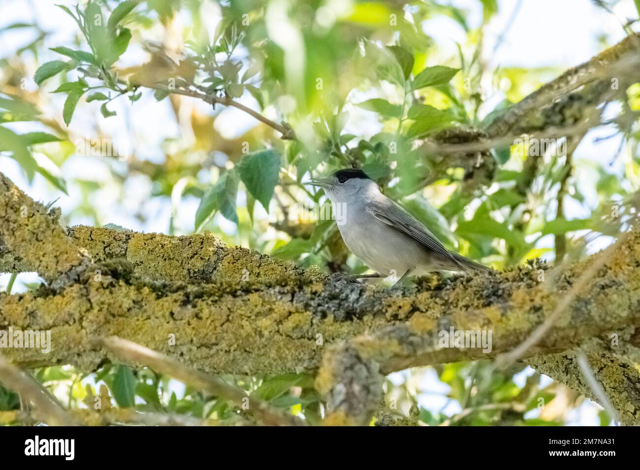 Blackcap (Sylvia atricapilla), songbird, genus of warblers Stock Photo ...