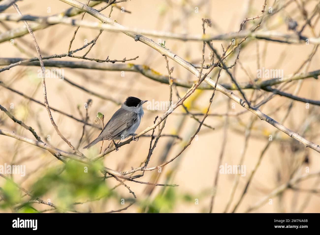 Blackcap (Sylvia atricapilla), songbird, genus of warblers Stock Photo ...