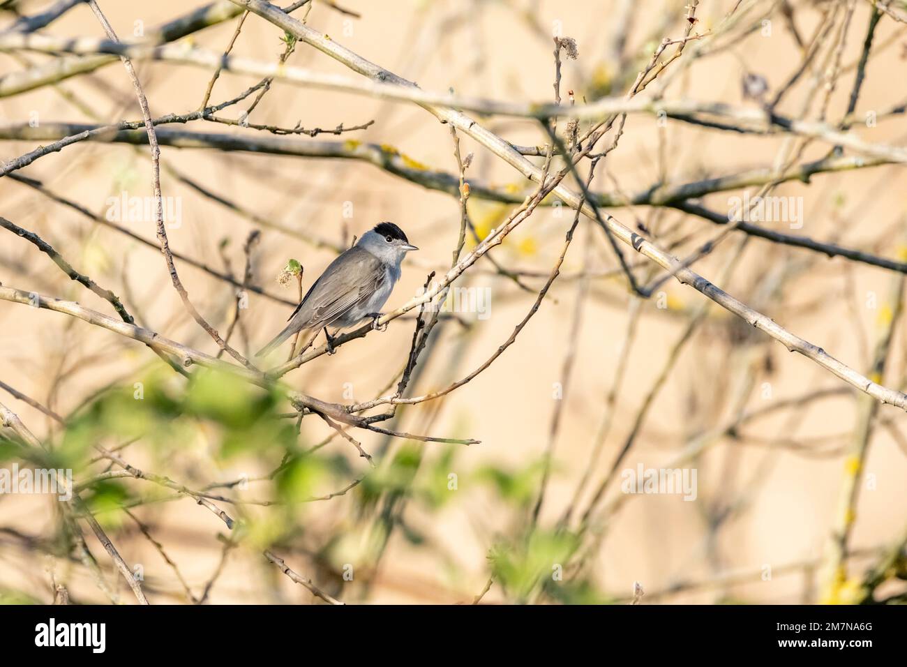 Blackcap (Sylvia atricapilla), songbird, genus of warblers Stock Photo ...