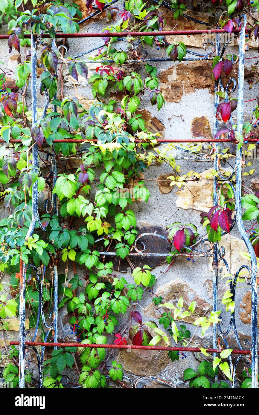 wild grapevine growing on rotten iron rack in Bagnone, Western Tuscany ...
