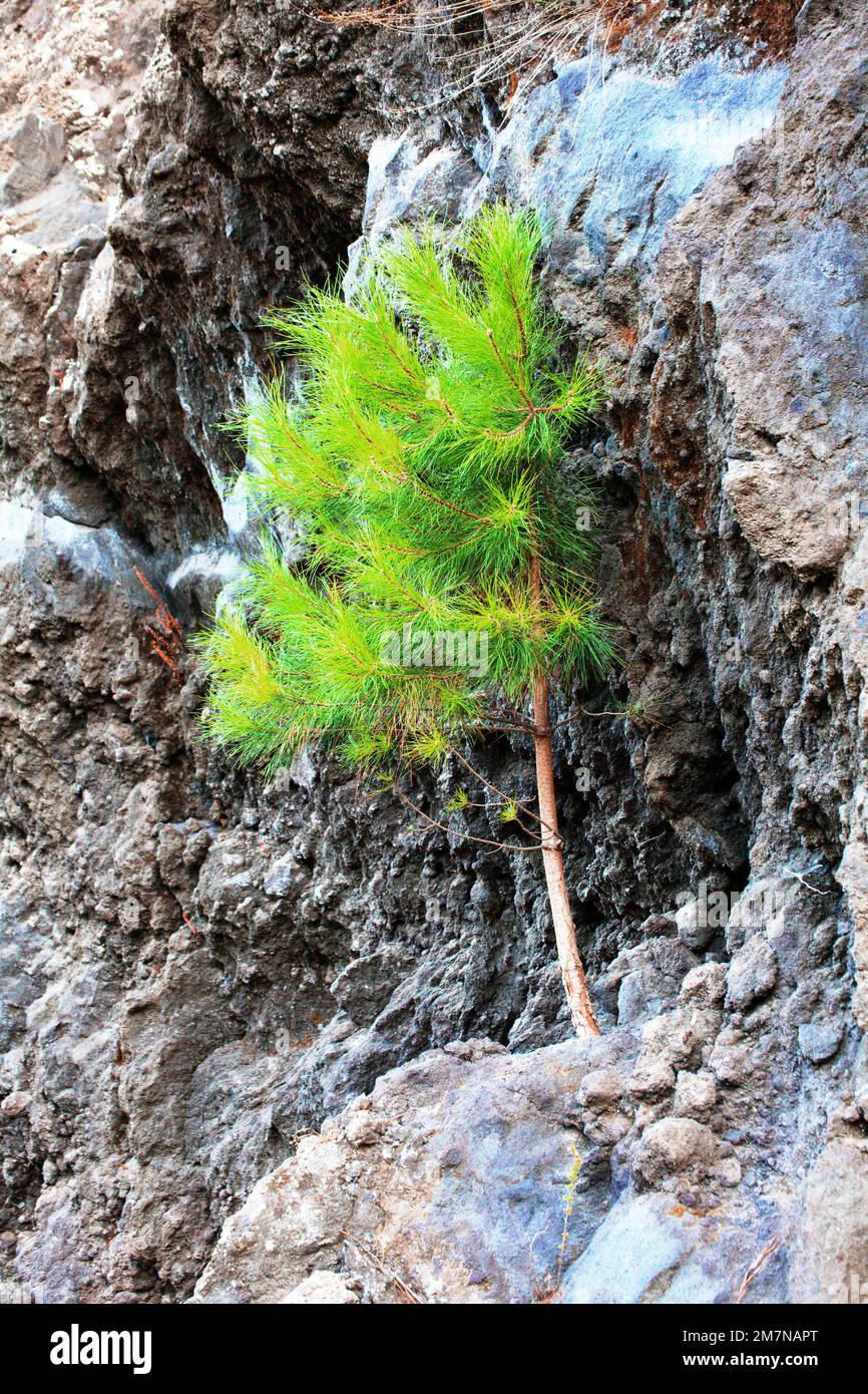 Lava rock wall hi-res stock photography and images - Alamy