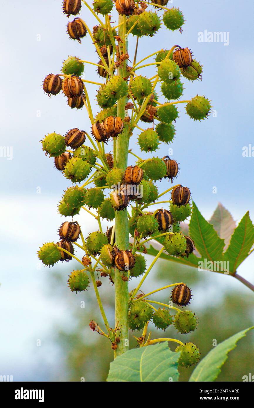 The miracle tree, castor tree or ricinus ( Ricinus communis Stock Photo ...