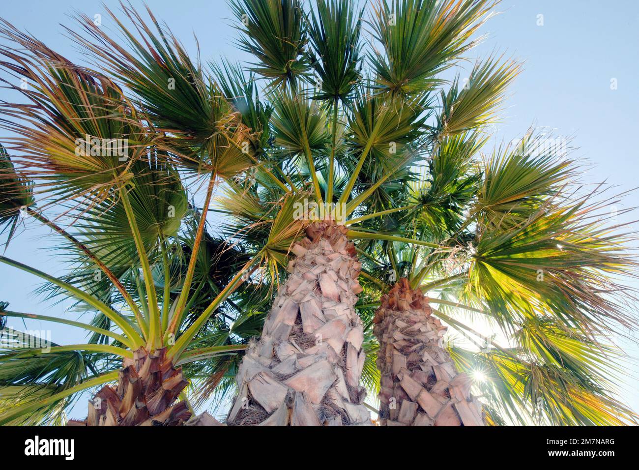 Palm trees in Sicily Stock Photo - Alamy