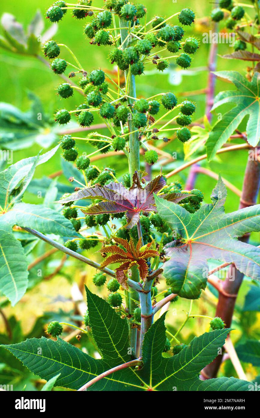 The miracle tree, castor tree or ricinus ( Ricinus communis Stock Photo ...