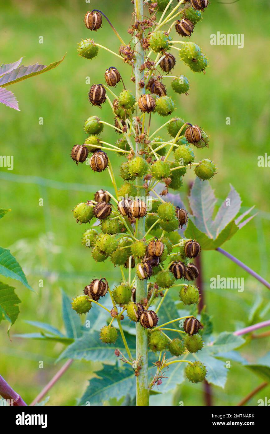 Castor tree or ricinus ricinus communis hi-res stock photography and ...