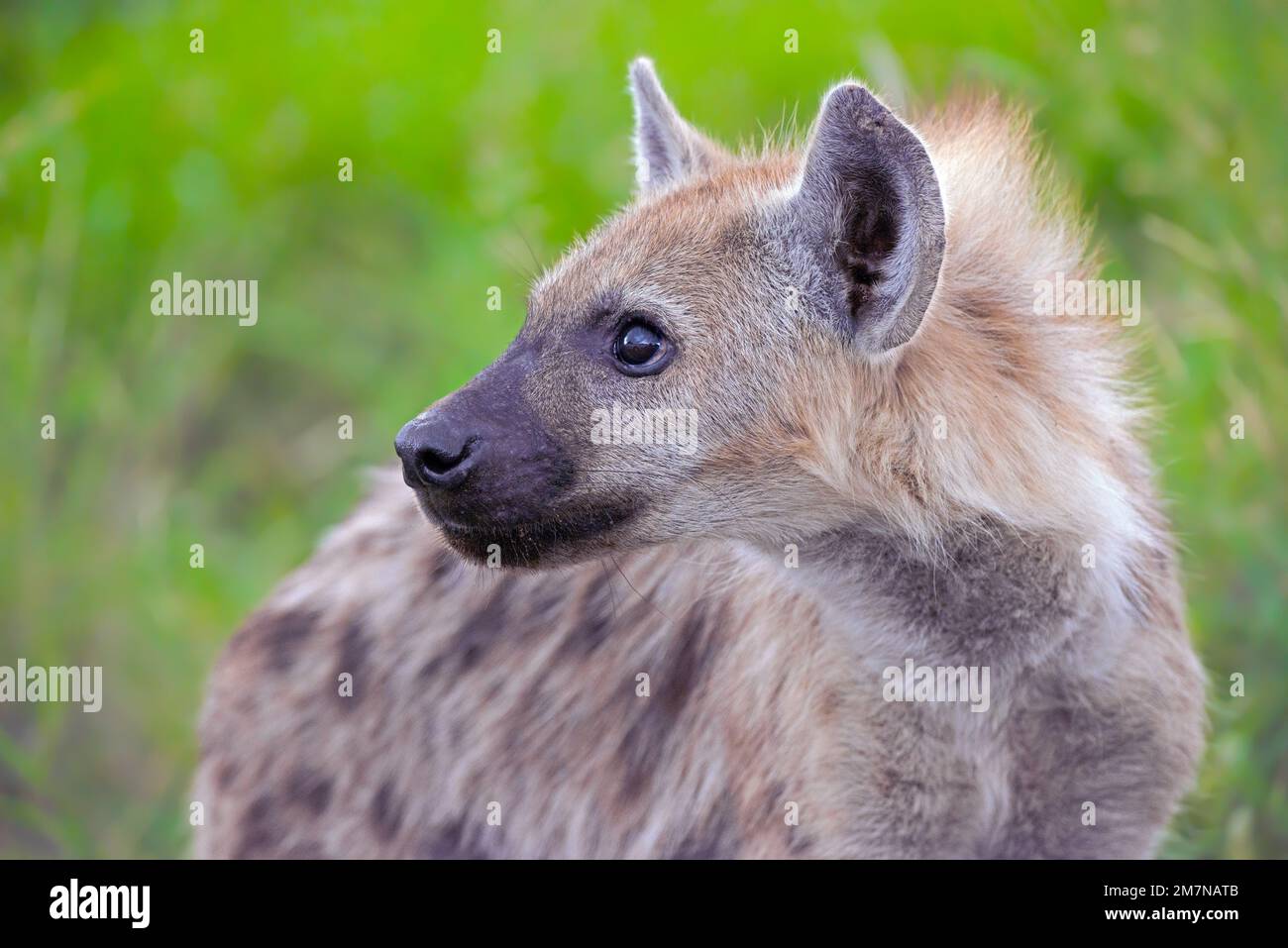 Hyena pack hi-res stock photography and images - Alamy