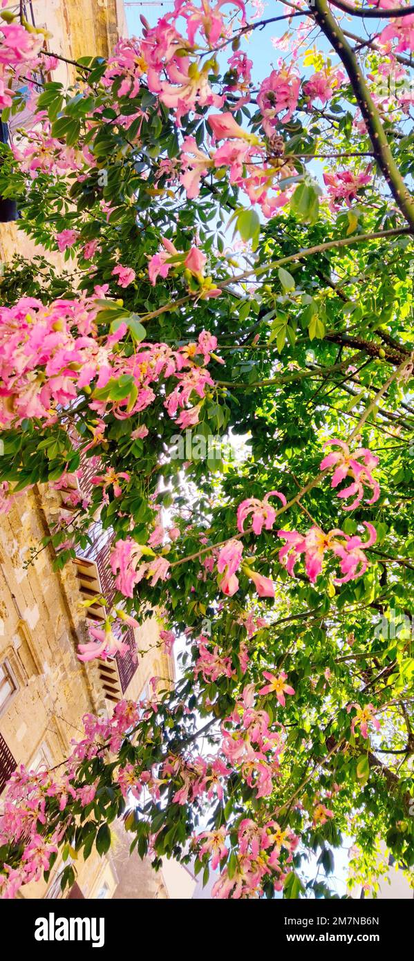 Flowering silk floss tree ceiba speciosa in cefalu hi-res stock ...