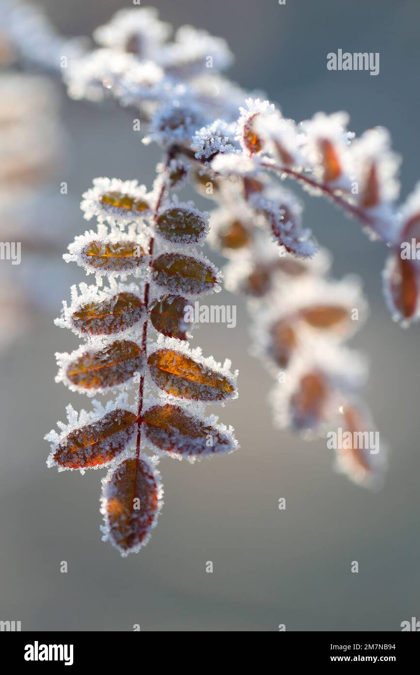 Chinese Gold Rose (Rosa hugonis) foliage covered with hoarfrost Stock ...