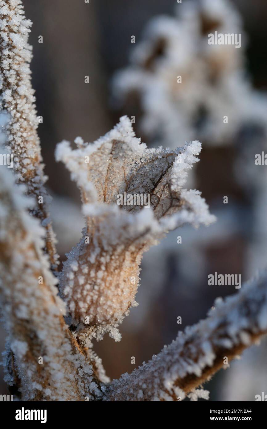 Seed stand of black henbane (Hyoscyamus niger) covered with hoarfrost ...