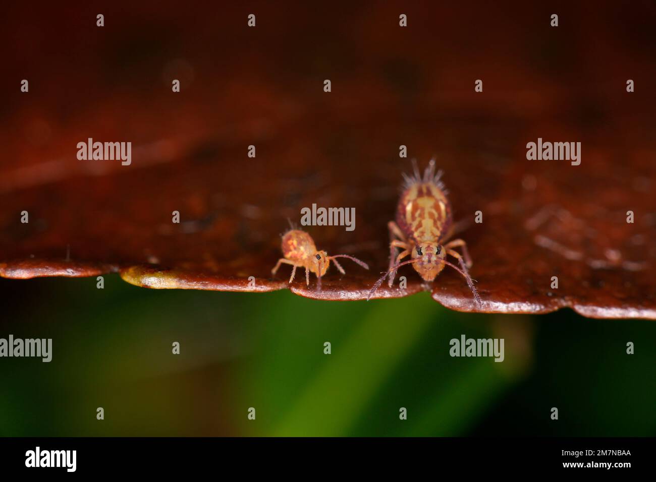 Springtail (Dicyrtomina saundersi) in winter in leaf litter Stock Photo ...