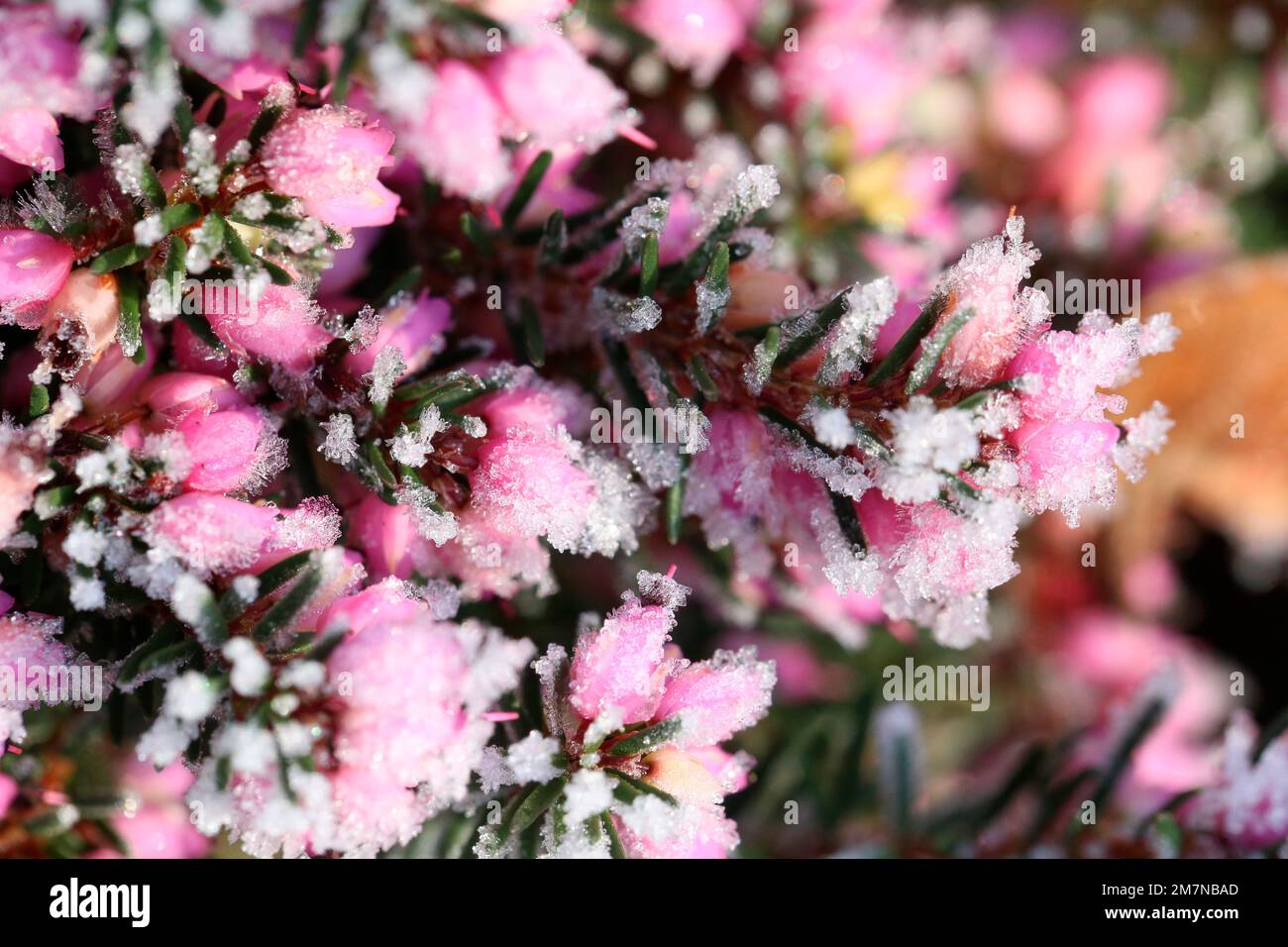 Blooming snow heather (Erica carnea) covered with hoarfrost in December ...