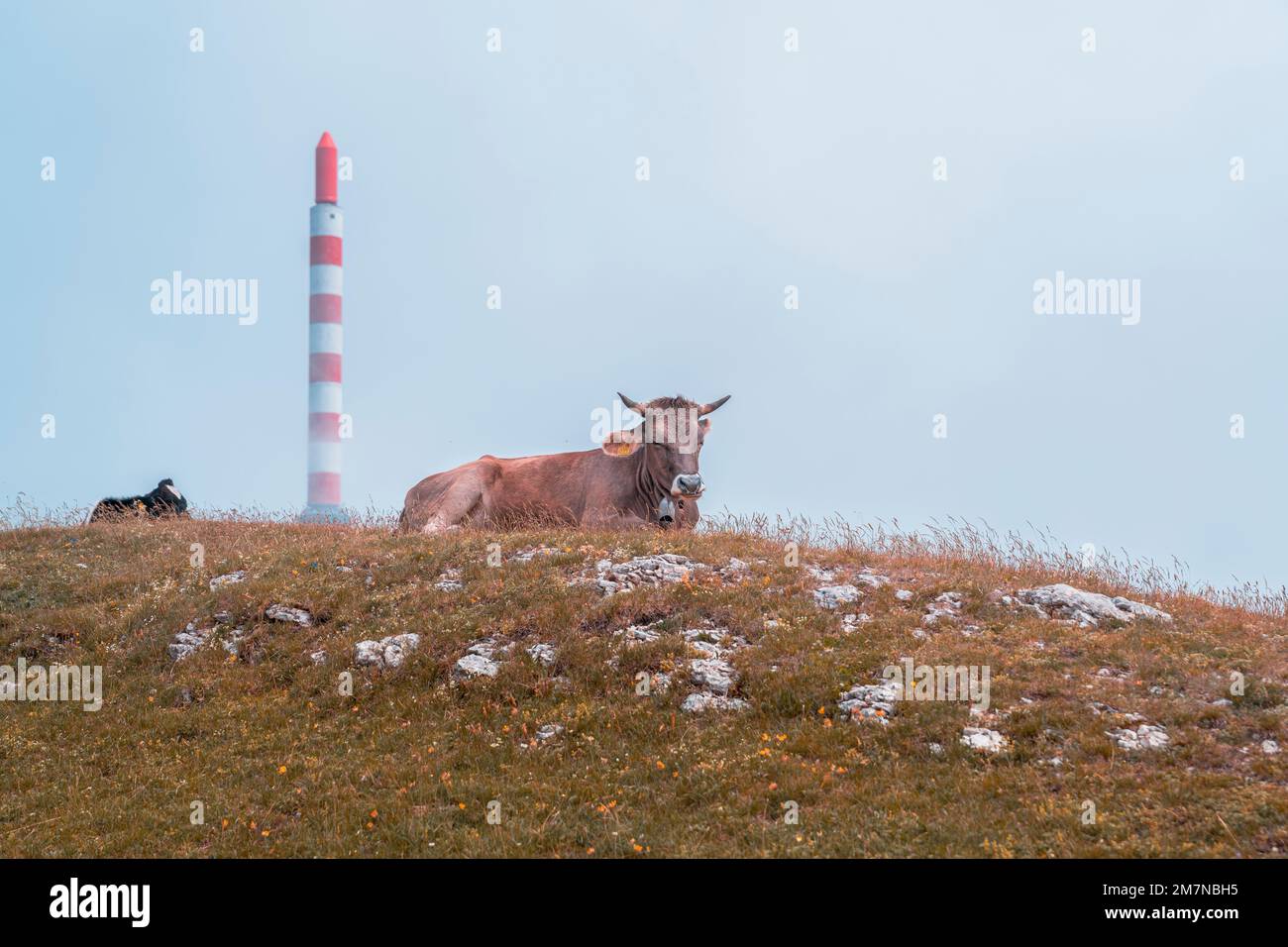 Transmission tower, cattle, Chasseral, Bernese Jura, Canton Bern ...