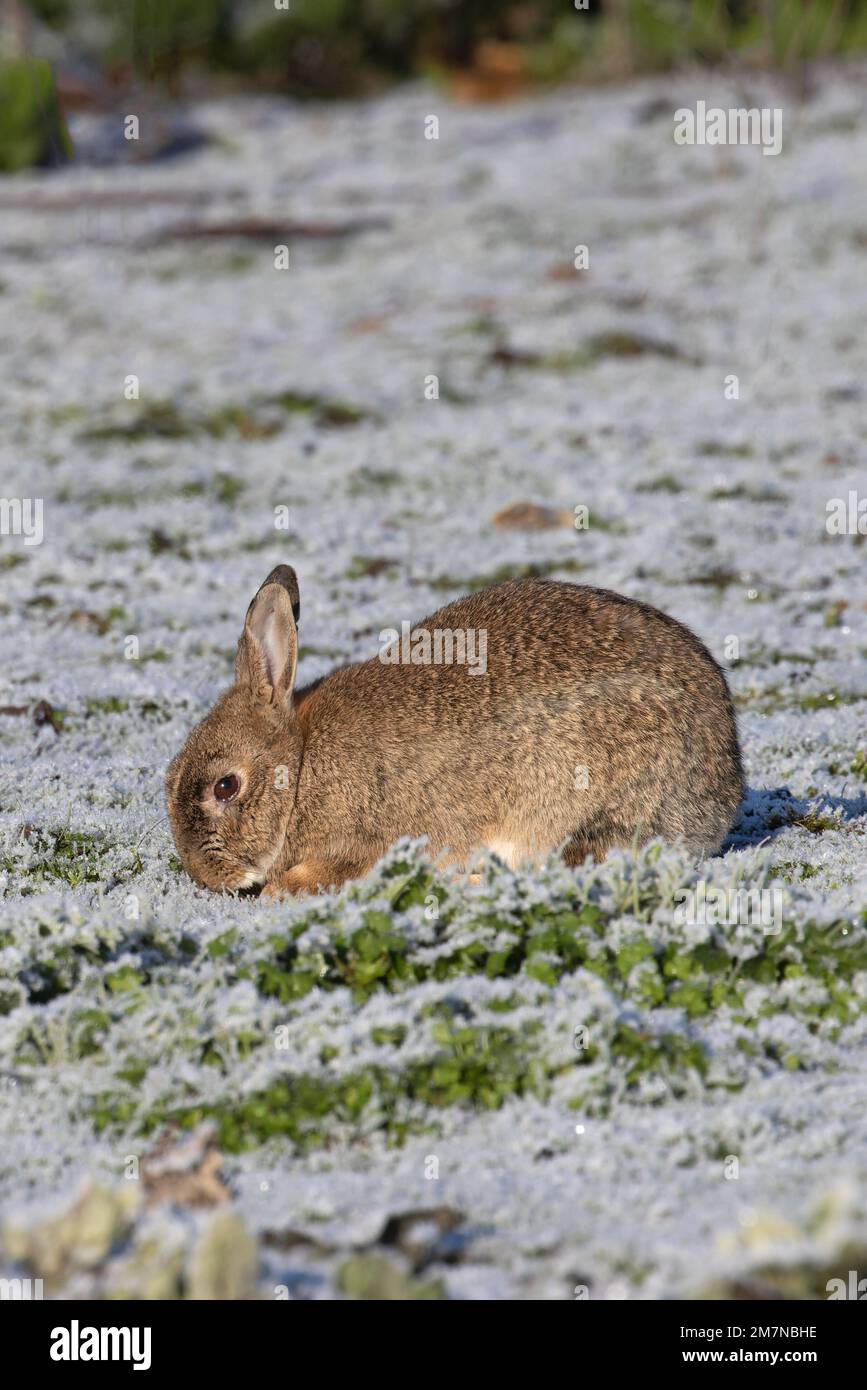 Eurasian rabbit uk hi-res stock photography and images - Alamy