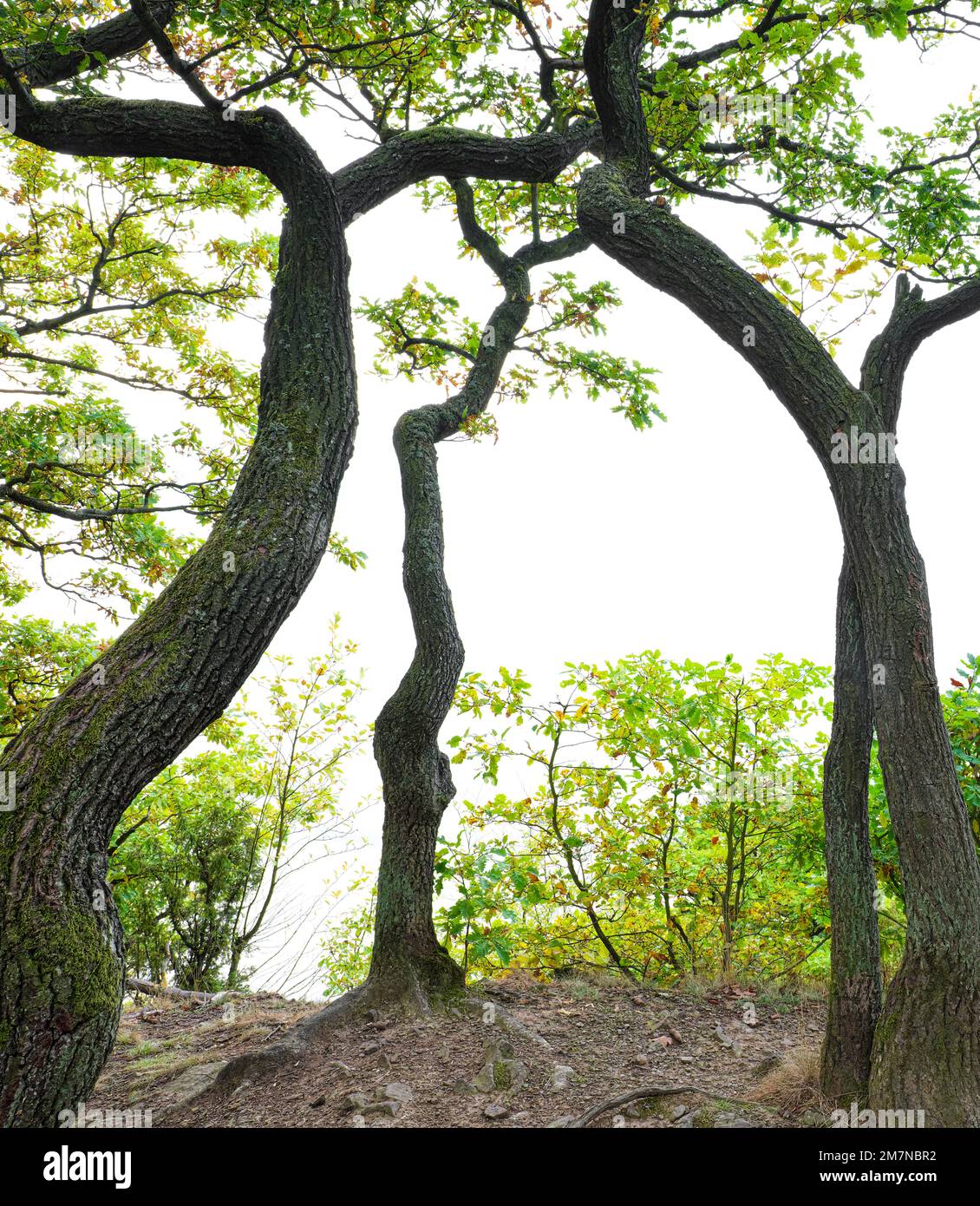 Europe, Germany, Hesse, North Hesse, Waldecker Land, Kellerwald-Edersee ...