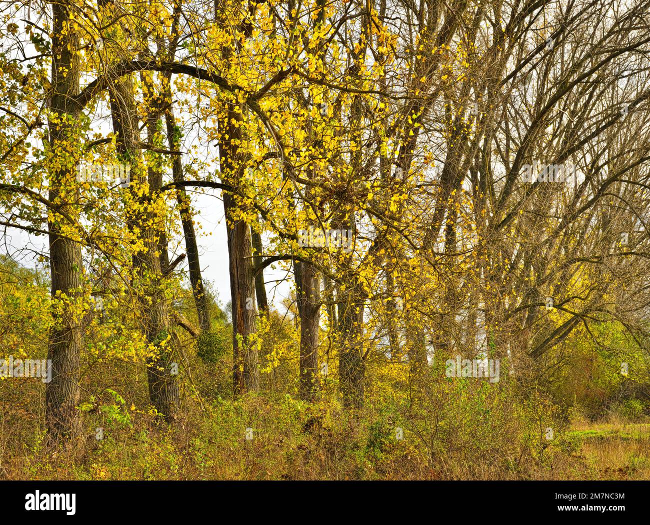 Europe, Germany, Hesse, Waldecker Land, Kellerwald-Edersee Nature Park ...