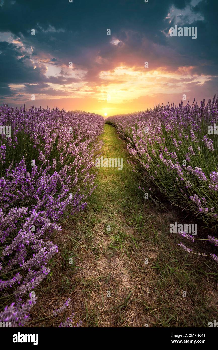 Lavender field sunset landscape hi-res stock photography and images - Alamy