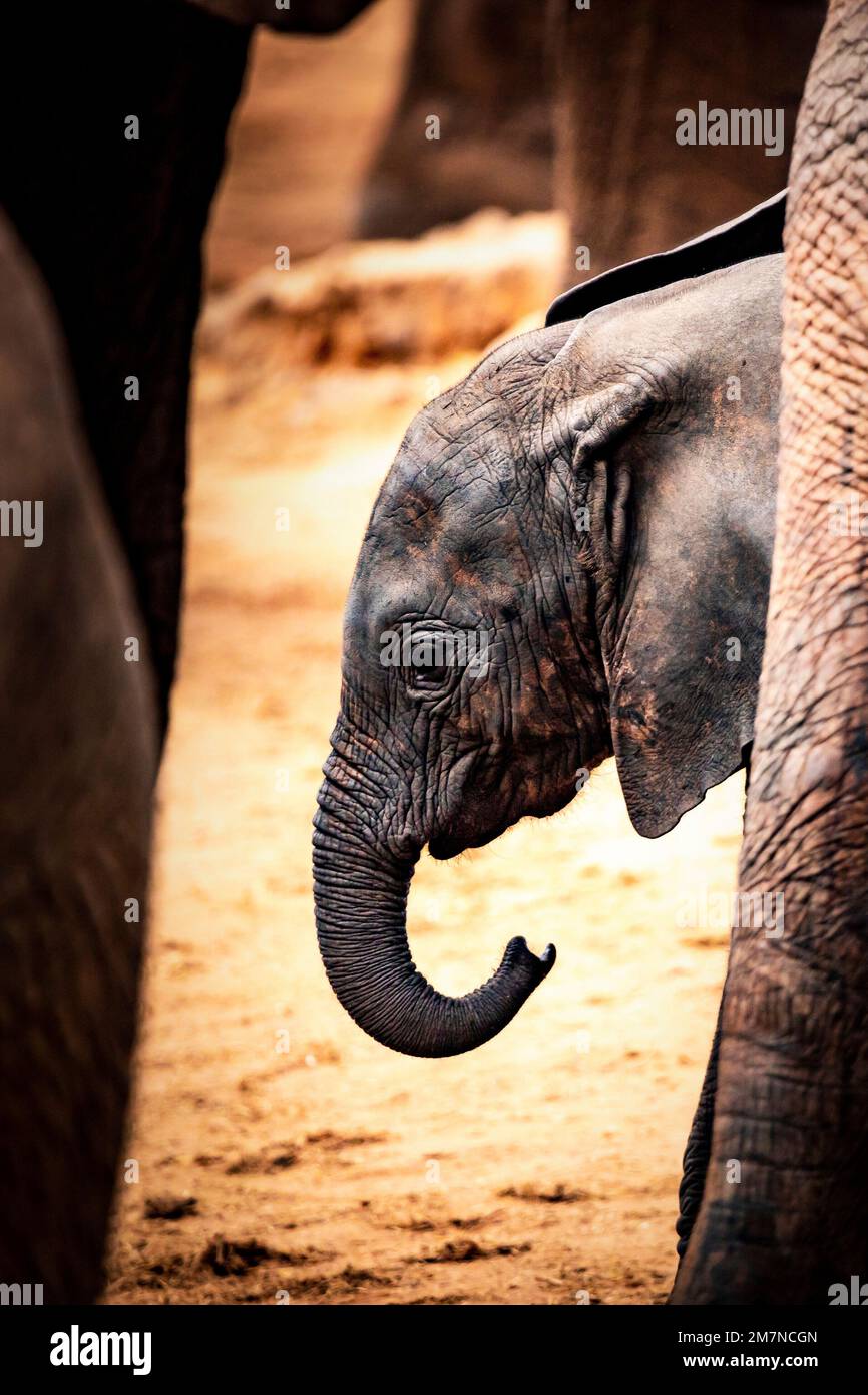 Cute little African baby elephant, Loxodonta africana hides and seeks ...