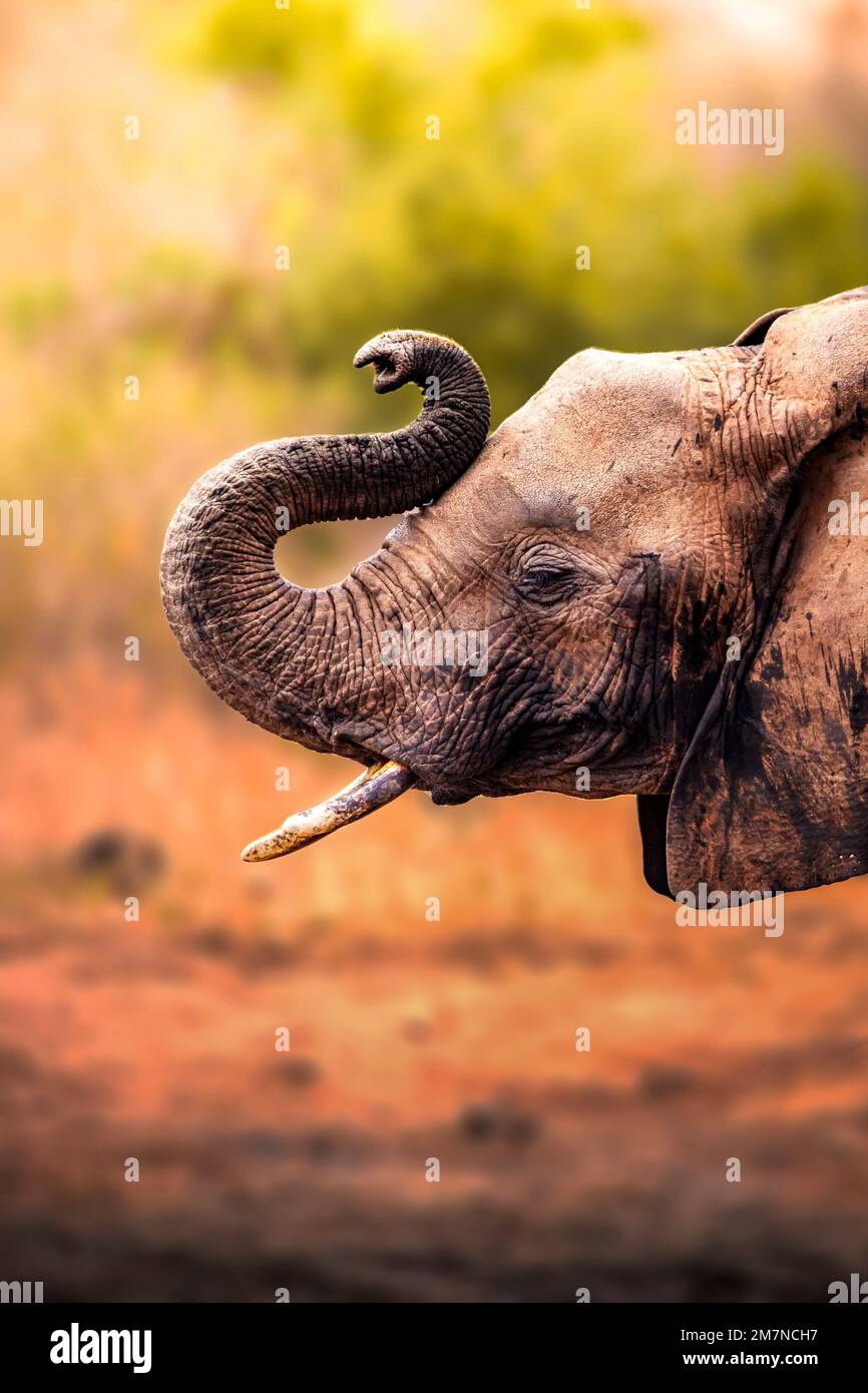 The notorious red elephants Loxodonta africana from Tsavo East National ...