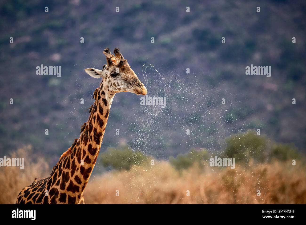 Hacking birds hi-res stock photography and images - Alamy