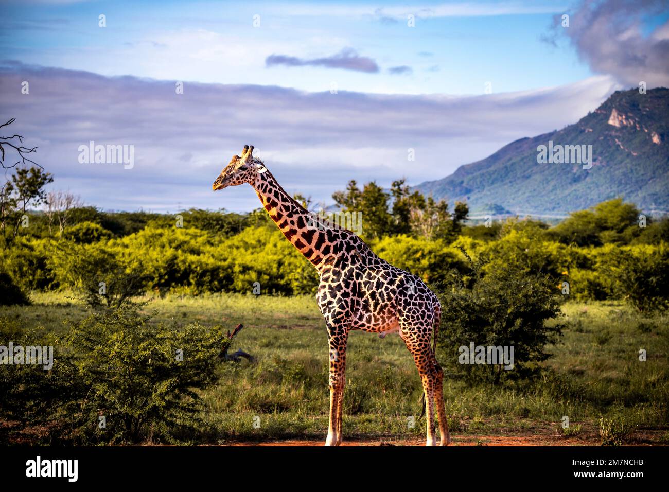 Maasai giraffe, Giraffa Tippelskirchi ( camelopardalis ), Tsavo West ...