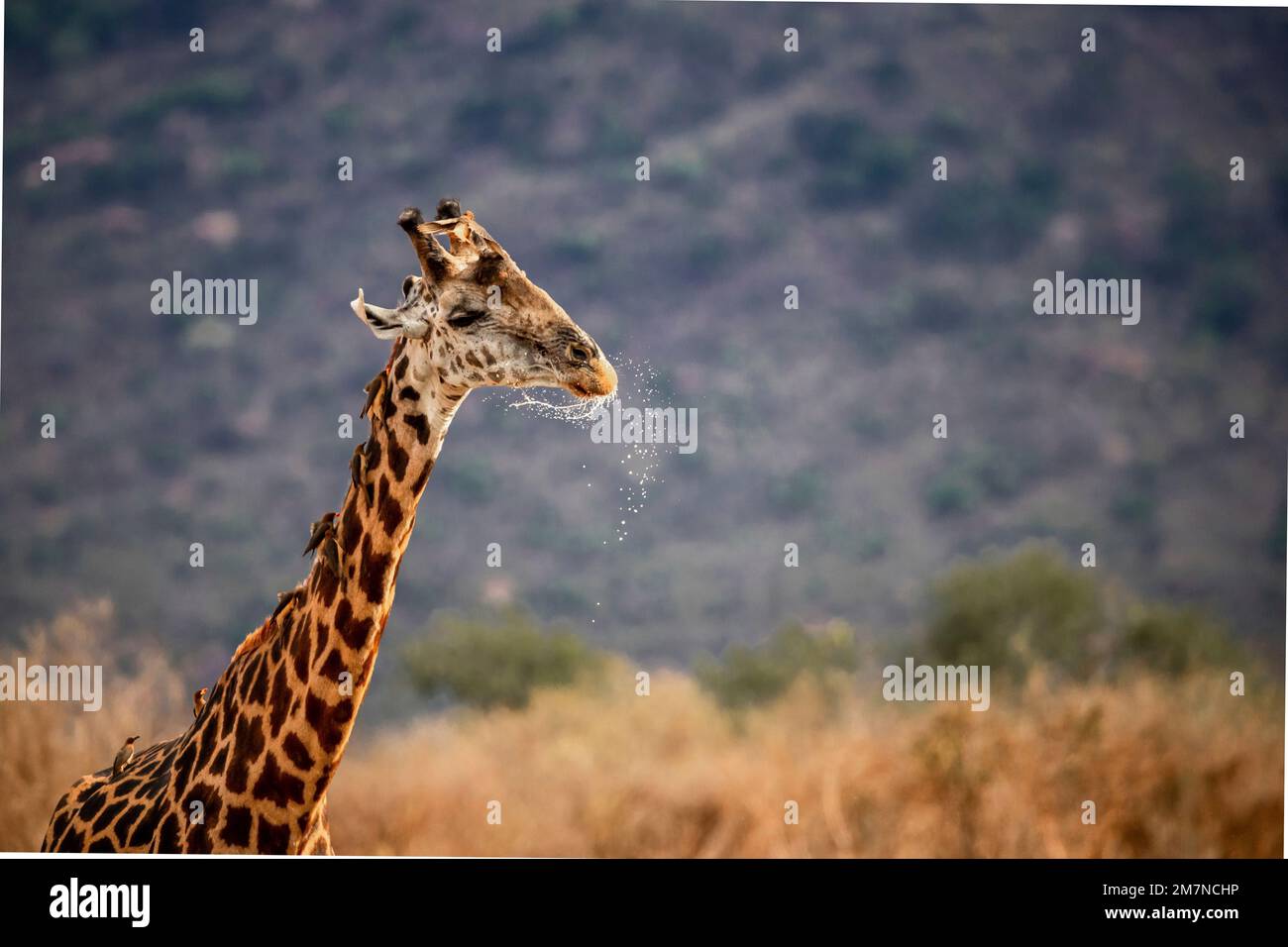 Maasai giraffe, Giraffa Tippelskirchi ( camelopardalis ) after drinking ...