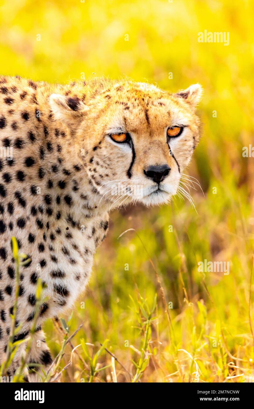 West African Cheetah