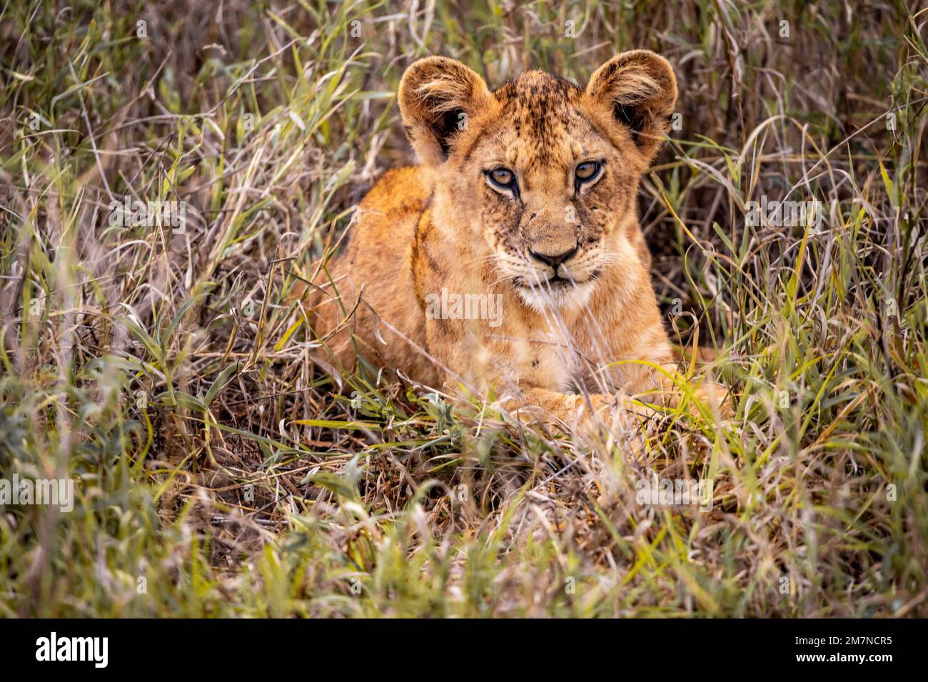 Lion, lion cub, Panthera leo, lying in the grass of the savannah. Taken ...