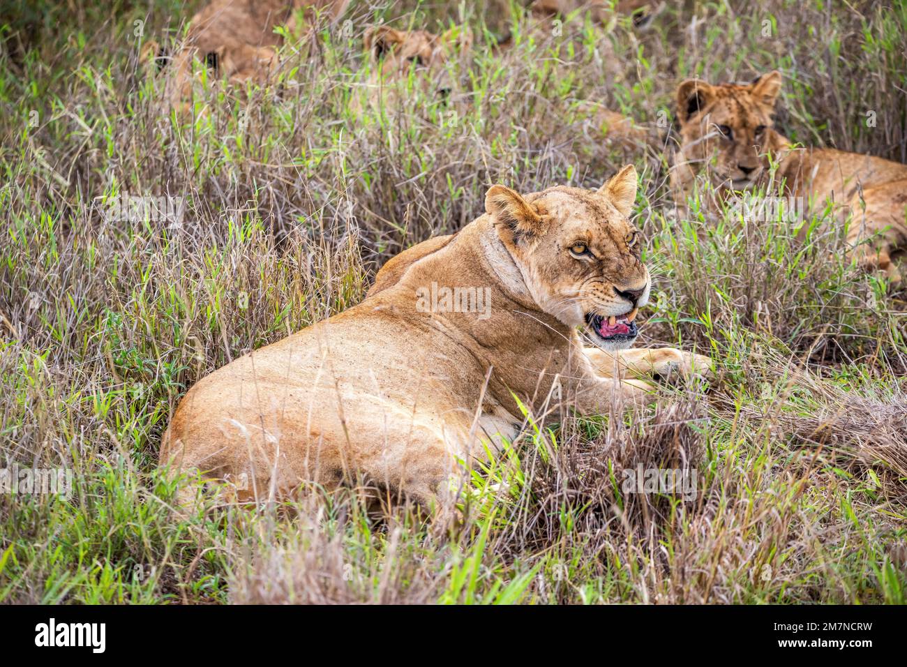 Lion family, lions in the grass of the savannah. Taken on a safari ...