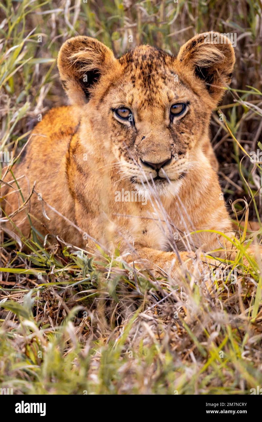 Babylion, lion, Panthera leo taken on safari. In the grass of the savannah of Tsavo West ...
