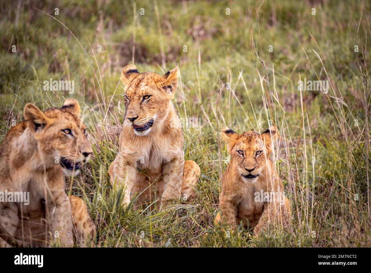 Lion family, lions in the grass of the savannah. Taken on a safari ...