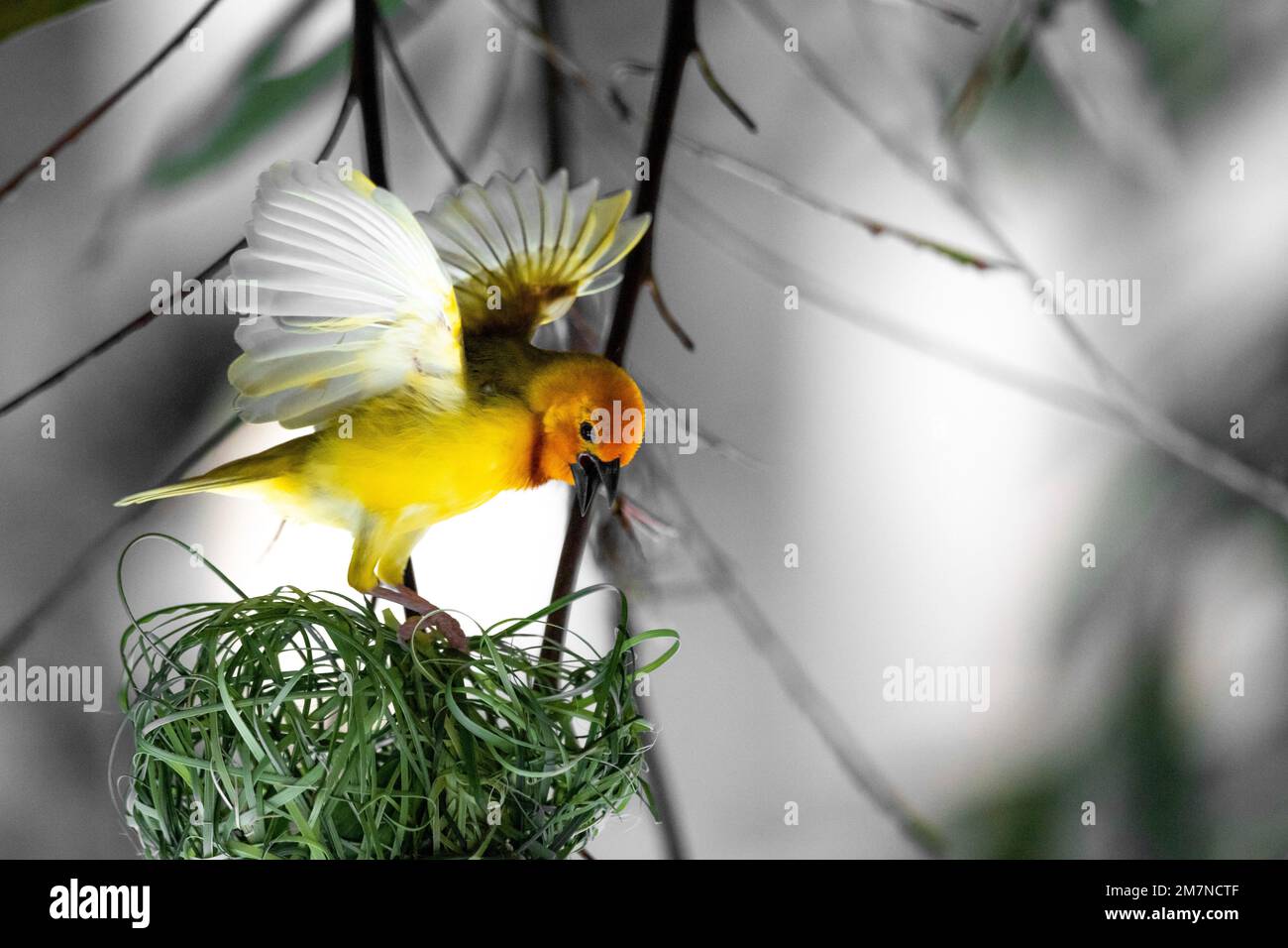 Weaver bird, golden weaver Golden weaver (Ploceus subaureus, with open ...