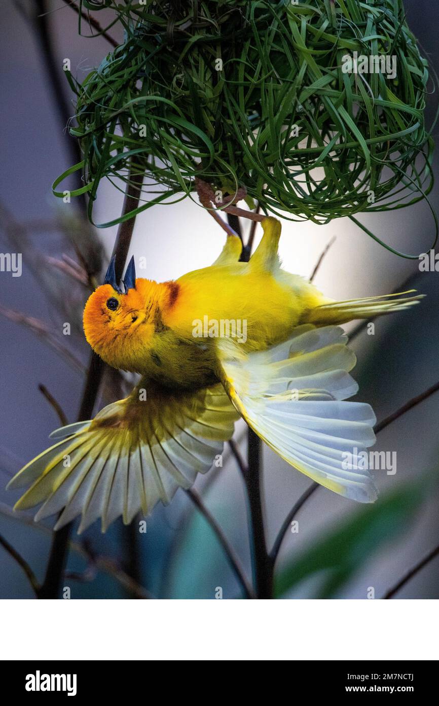 Weaver bird, golden weaver Golden weaver (Ploceus subaureus, with open ...