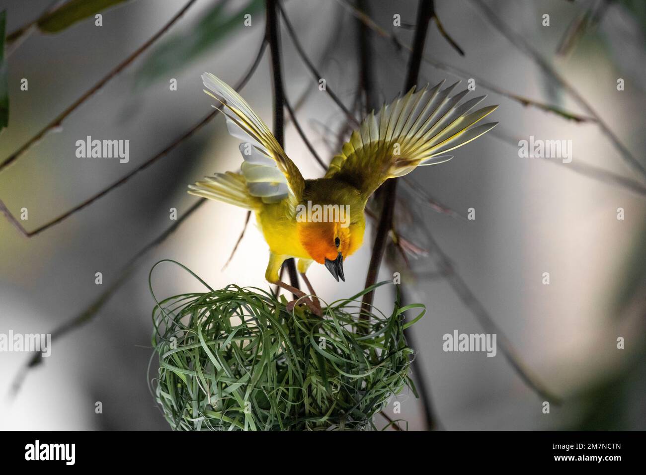 Weaver bird, golden weaver Golden weaver (Ploceus subaureus, with open ...