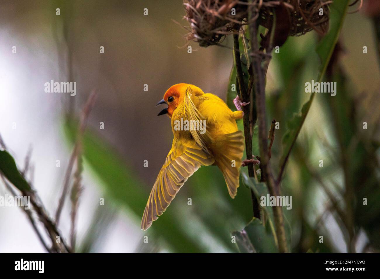 Weaver bird, golden weaver Golden weaver (Ploceus subaureus, with open ...