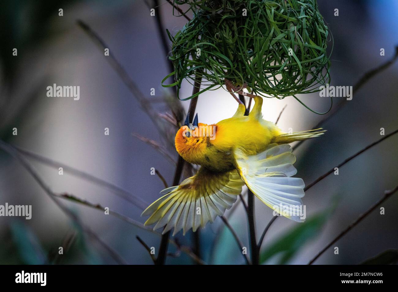 Weaver bird, golden weaver Golden weaver (Ploceus subaureus, with open ...