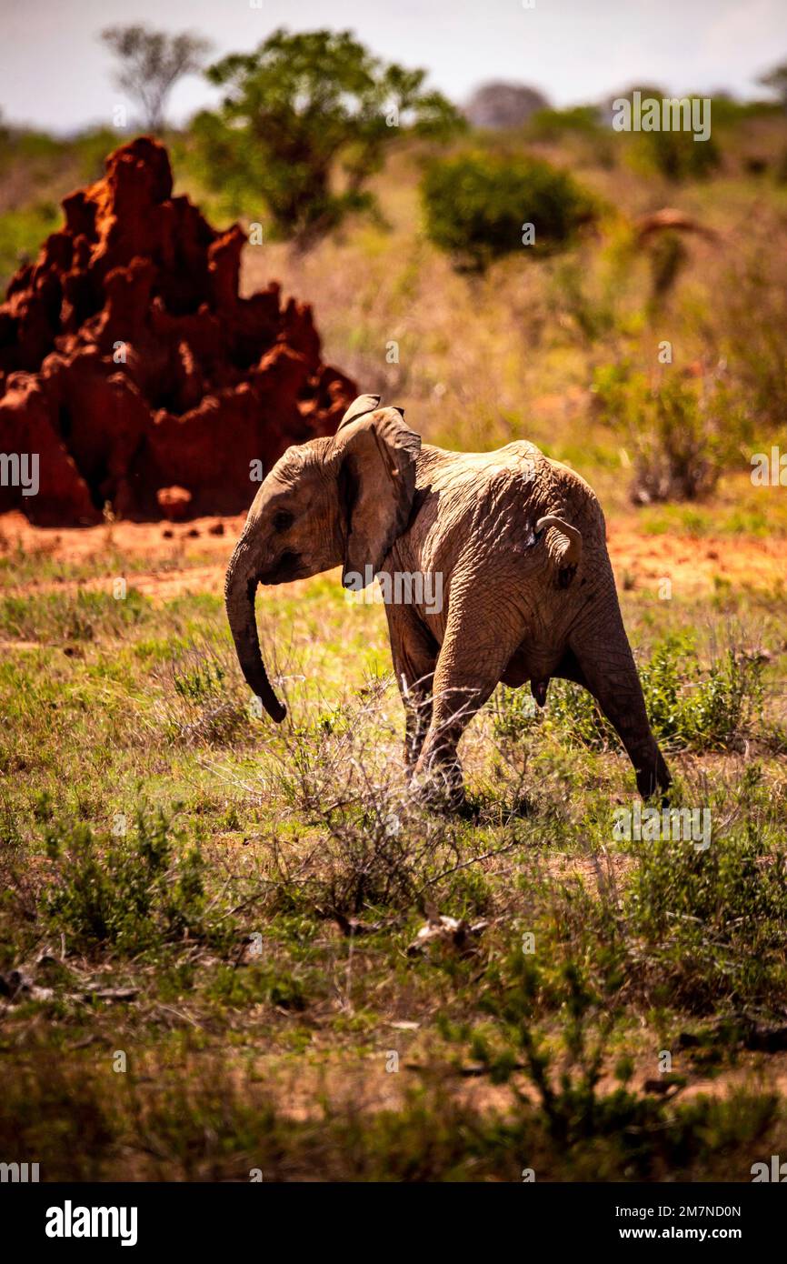Red elephant, in the savannah of Tsavo West National Park, Kenya ...